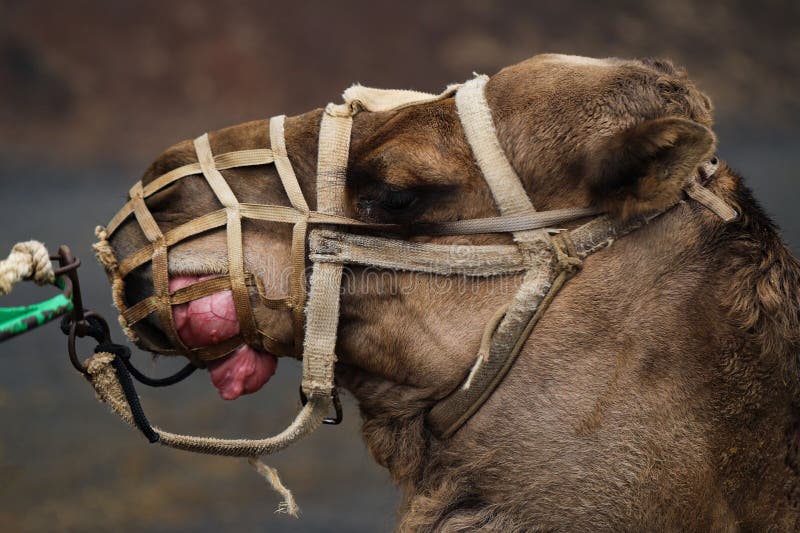 Camel Muzzle Desert Setting Stock Photos - Free & Royalty-Free Stock ...