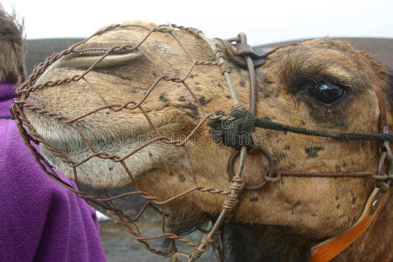 Camel with wire muzzle stock image. Image of close, mammal - 57715461
