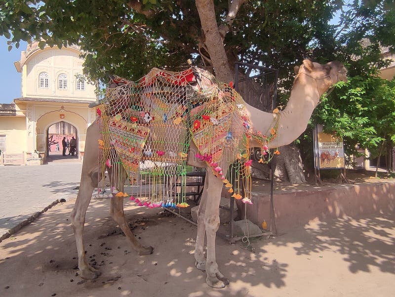 Camel in Nahar Garh in Jaipur Editorial Stock Image - Image of person ...