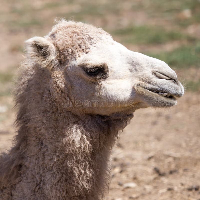 Camel in nature stock photo. Image of animal, travel - 105986586