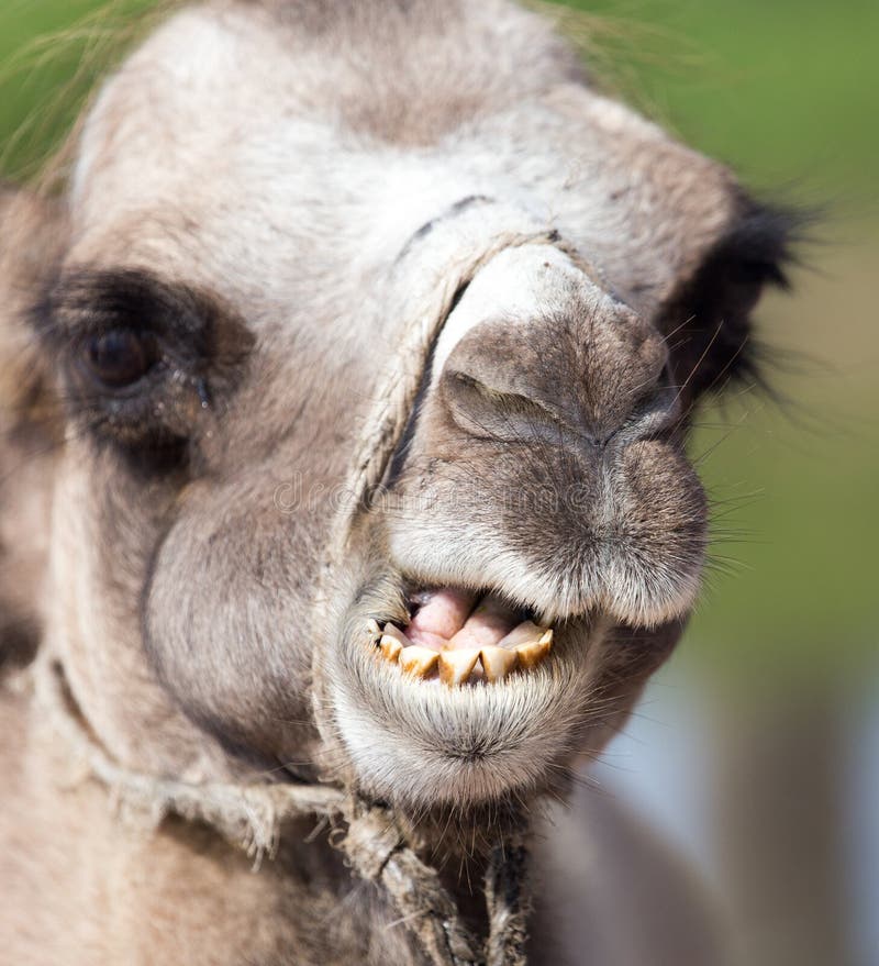 Camel in nature stock image. Image of asia, east, nature - 111287573