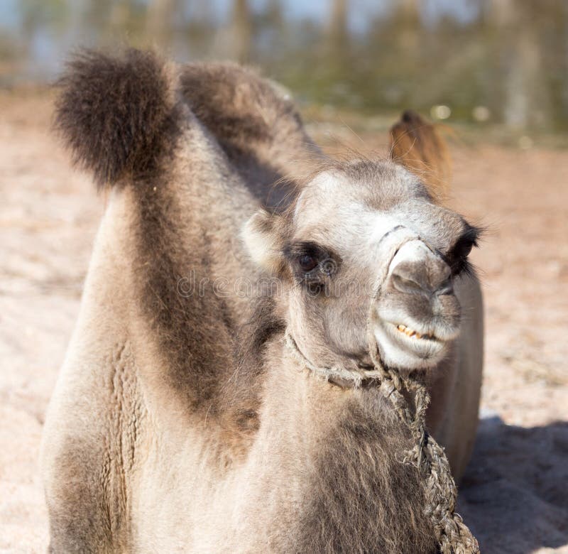 Camel in nature stock photo. Image of brown, asia, bactrian - 111287588