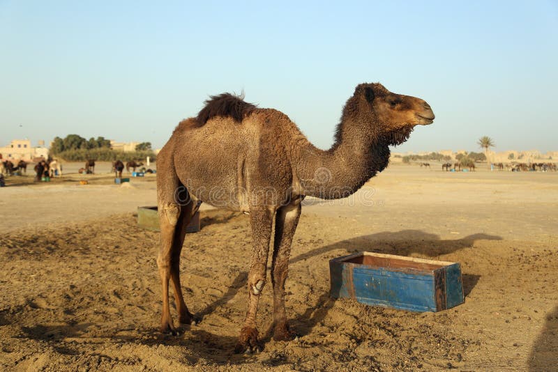 Camel Near a Feeding Trough in the Sahara Desert in Morocco Stock Image ...