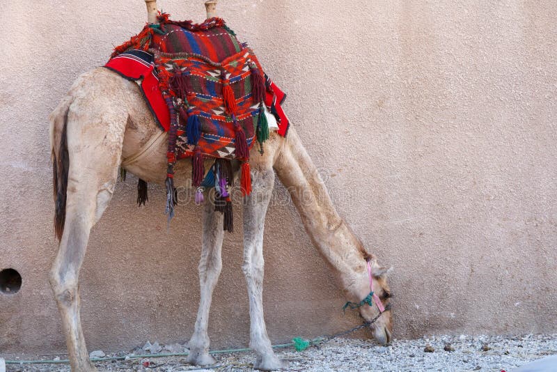 Camel near Petra stock image. Image of camel, jordan - 39923729