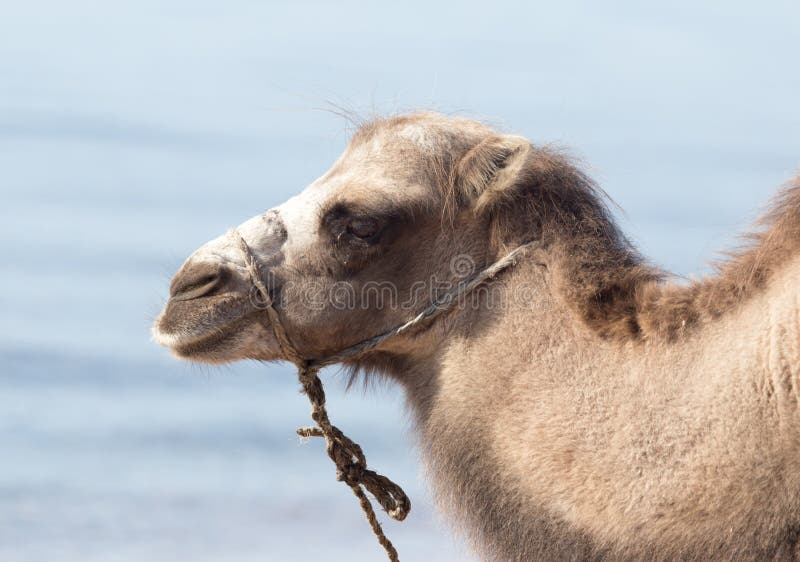 Camel near the sea stock photo. Image of animal, east - 111422750