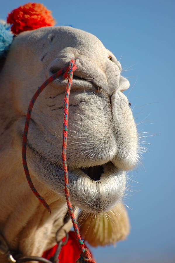 Camel Nose Picture. Image: 3377764
