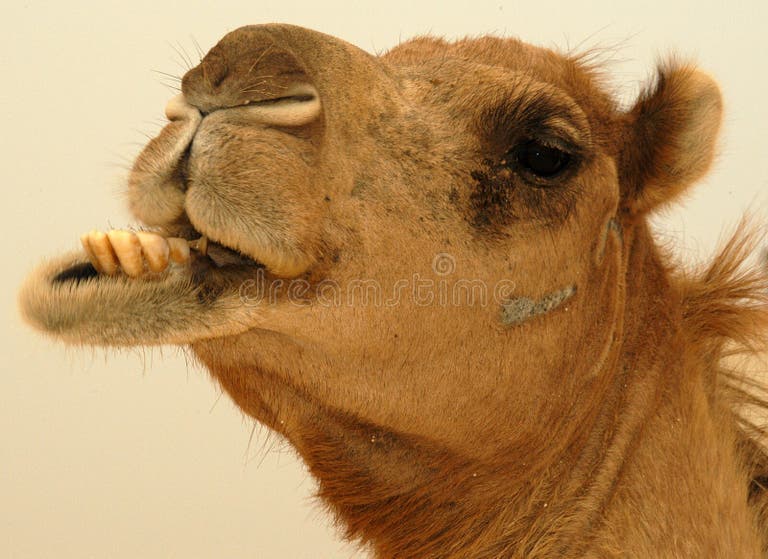 Camel in Oman desert stock photo. Image of nose, heat - 86635482