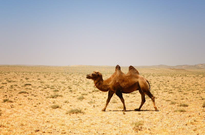 Camel stock photo. Image of china, wild, mammal, animals - 83250840