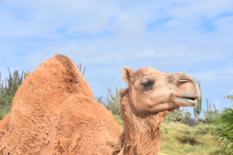 Camel with One Large Hump in the Desert Stock Photo - Image of outdoors ...