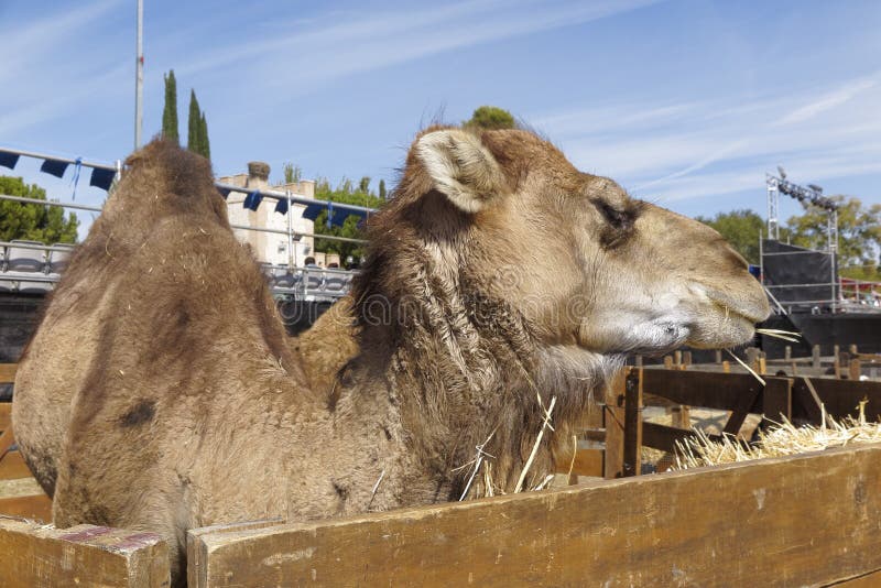 350 Medieval Camel Stock Photos - Free & Royalty-Free Stock Photos from ...