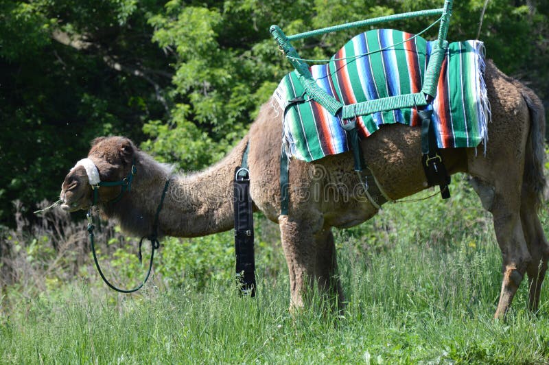 A camel in the outdoors stock image. Image of alert - 118701455