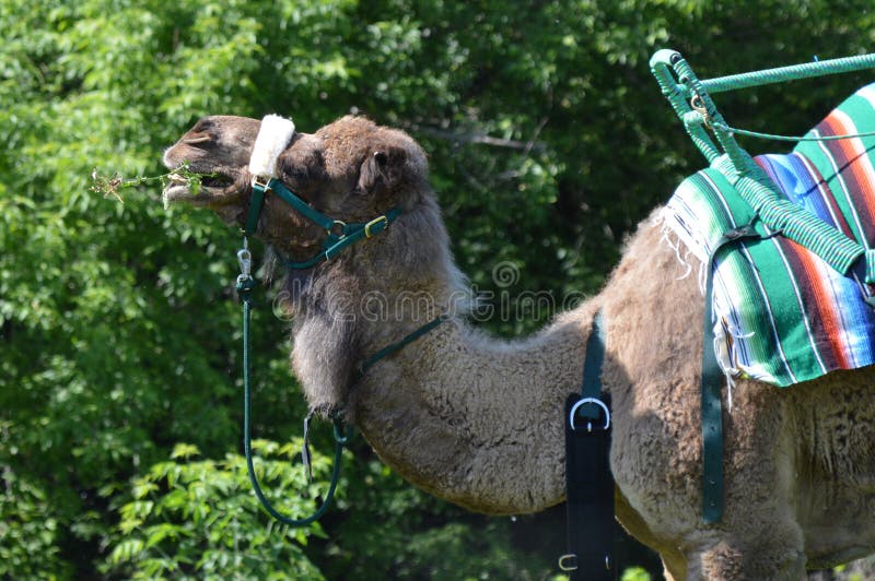 A camel in the outdoors stock image. Image of calm, grass - 118701861