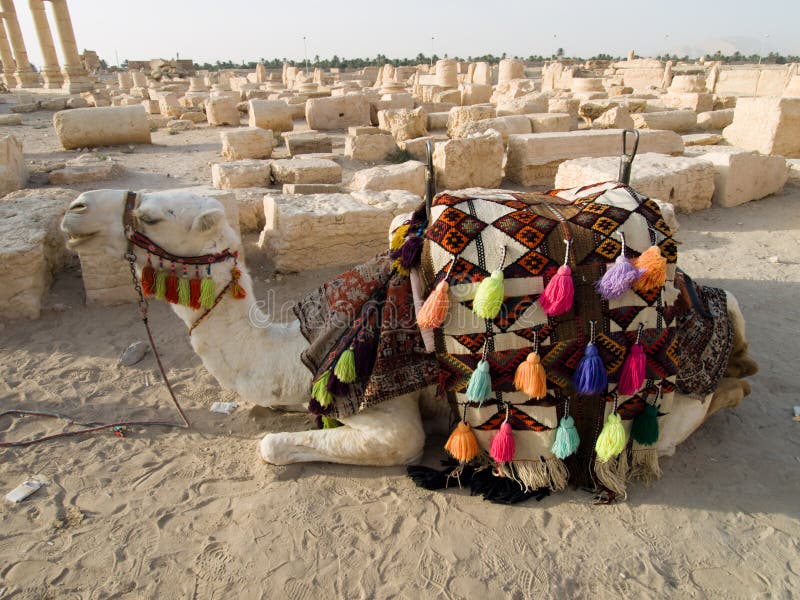 Camels in the Roman Ruins of Palmyra, Syria Stock Image - Image of ...