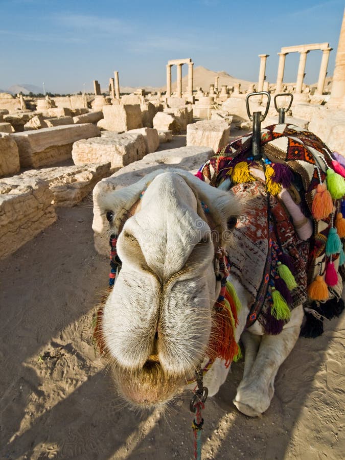Palmira, Syria. Camel stock image. Image of columns, syria - 11101867