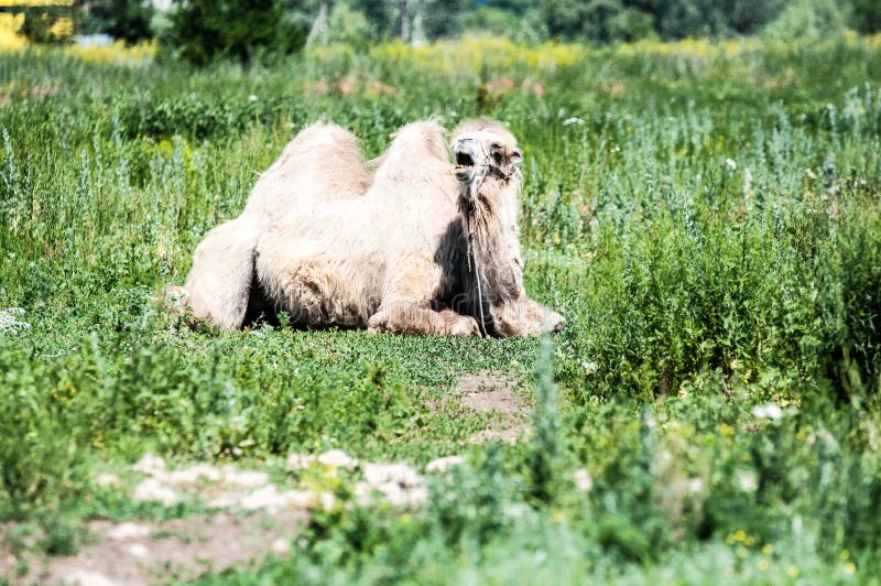 Camel on pasture stock image. Image of landscape, steppe - 73374599