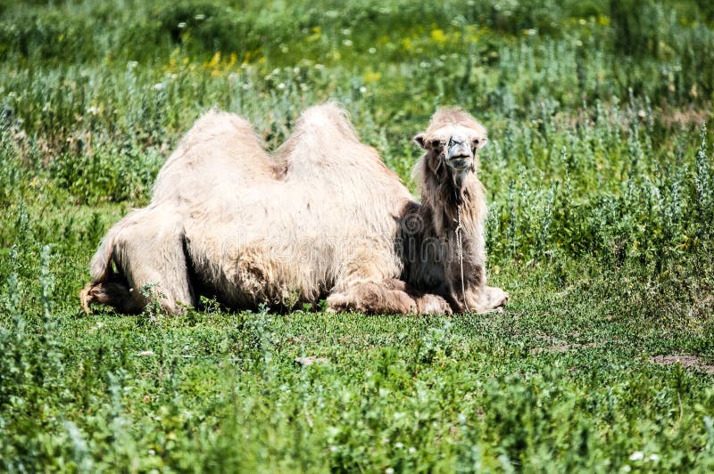 Camel on pasture stock image. Image of desert, travel - 73375259