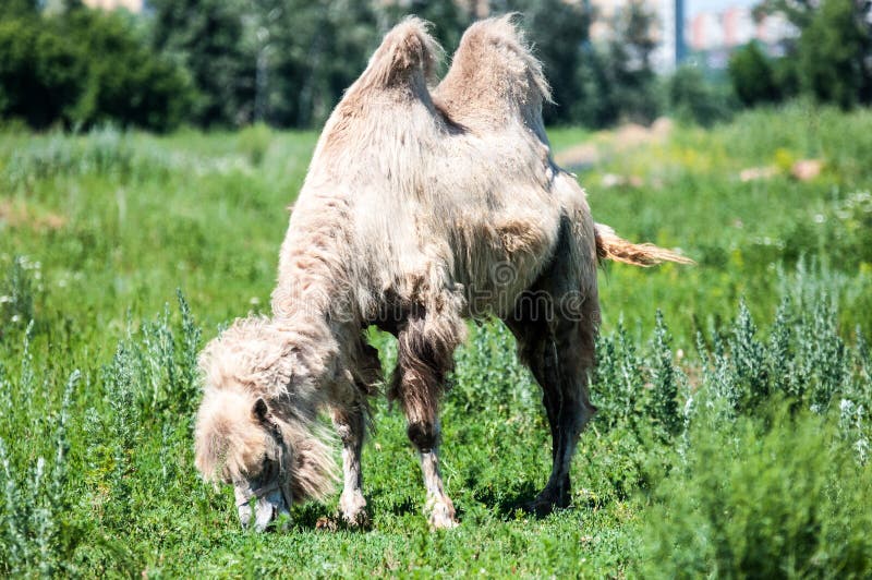 Camel on pasture stock image. Image of brown, steppe - 73375433