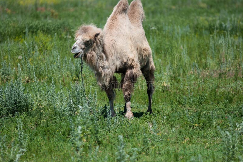 Camel on pasture stock image. Image of outdoors, terrain - 77532137