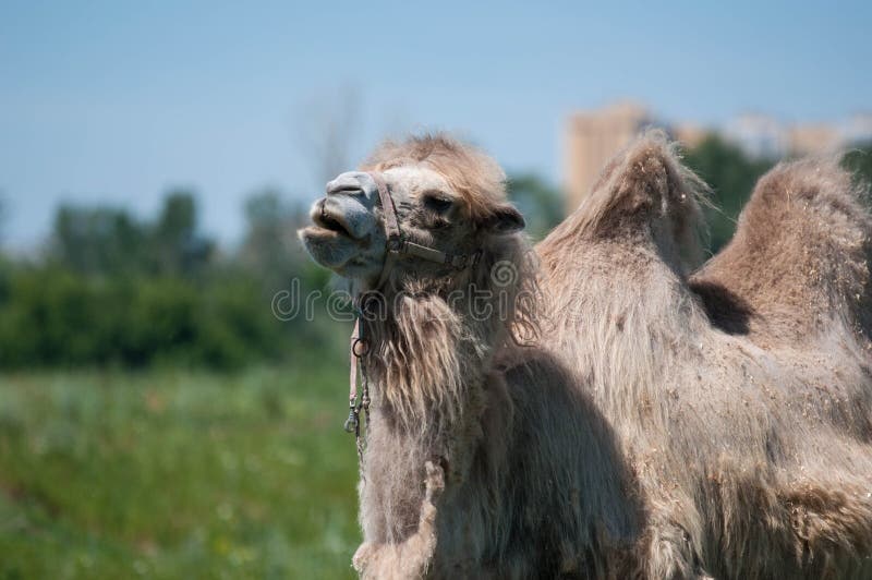 Camel on pasture stock photo. Image of agriculture, asian - 77532214