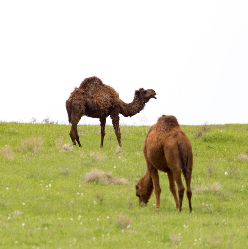 2,005 Camel Spring Stock Photos - Free & Royalty-Free Stock Photos from ...