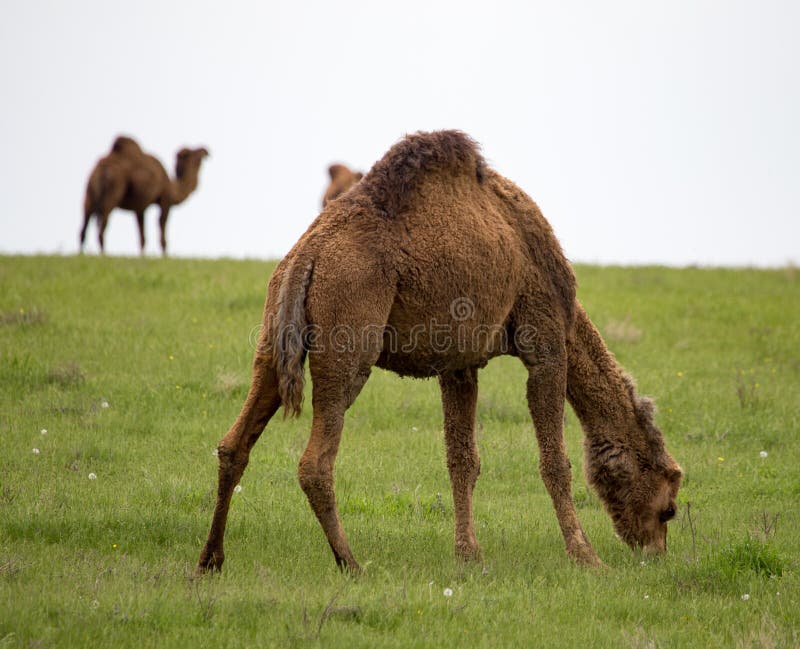Camel in the Pasture in the Spring Stock Photo - Image of nature ...
