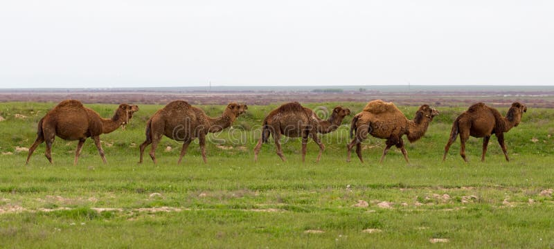 Camel in the Pasture in the Spring Stock Image - Image of nature ...