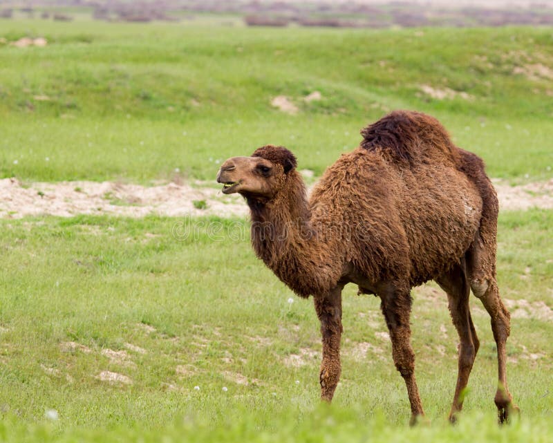 Camel in the Pasture in the Spring Stock Image - Image of nature, green ...