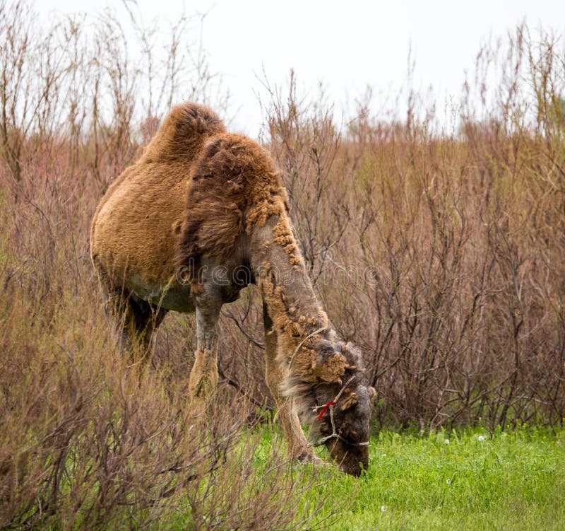 Camel in the Pasture in the Spring Stock Image - Image of pasture ...
