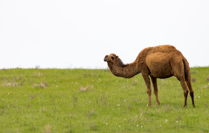 Camel in the Pasture in the Spring Stock Image - Image of landscape ...