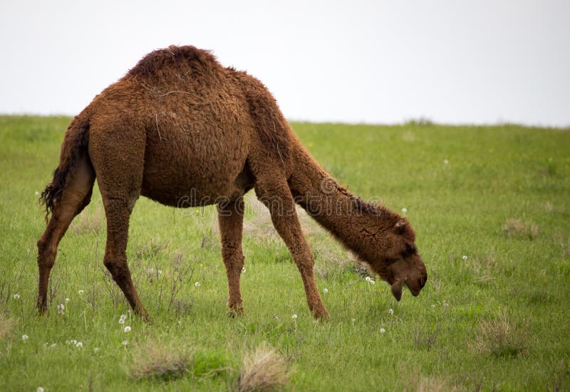 Camel in the Pasture in the Spring Stock Image - Image of outdoors ...