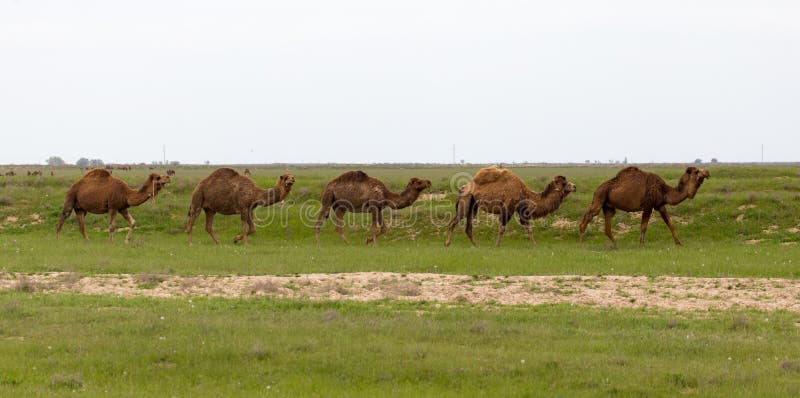 Camel in the Pasture in the Spring Stock Image - Image of wildlife ...