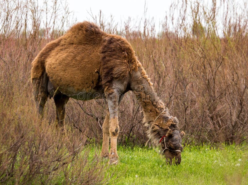 Camel in the Pasture in the Spring Stock Image - Image of ...