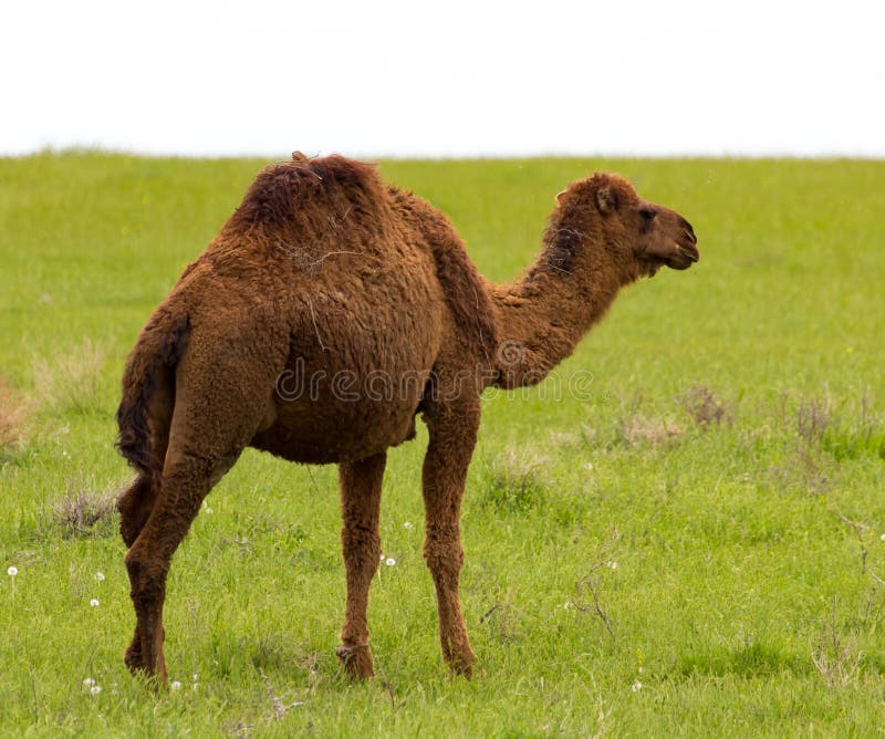 Camel in the Pasture in the Spring Stock Photo - Image of wildlife ...