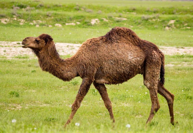 Camel in the Pasture in the Spring Stock Photo - Image of wildlife ...