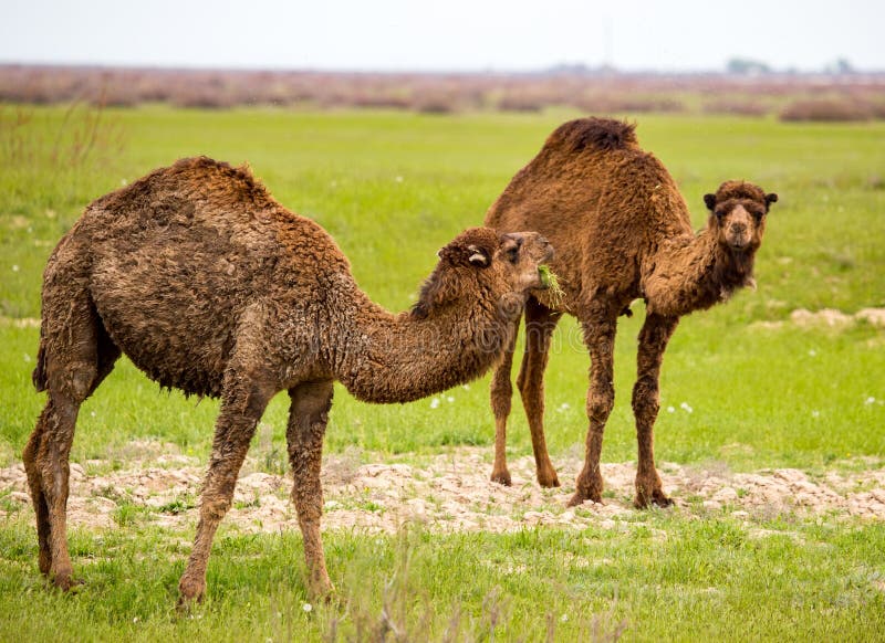 Camel in the Pasture in the Spring Stock Photo - Image of arabia ...