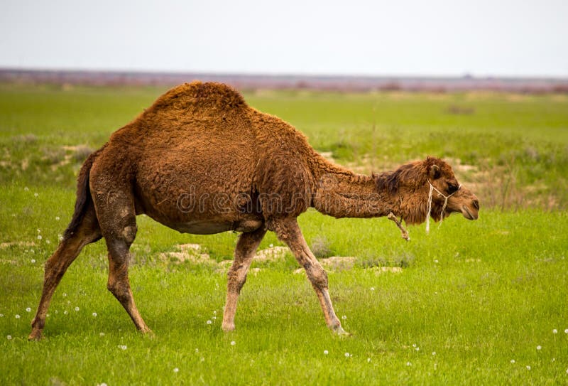 Camel in the Pasture in the Spring Stock Photo - Image of mammal, grass ...