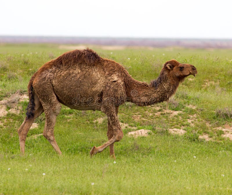 Camel in the Pasture in the Spring Stock Photo - Image of ...
