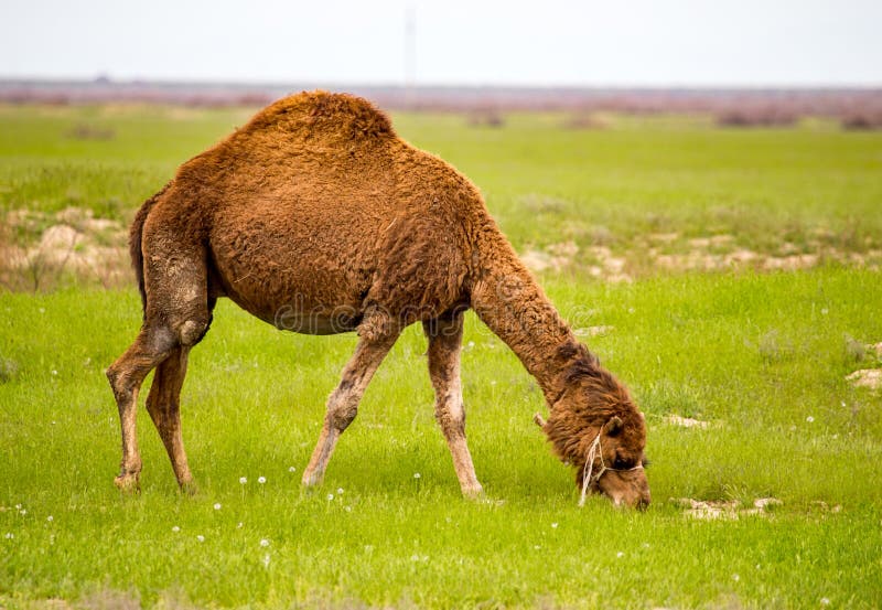 Camel in the Pasture in the Spring Stock Image - Image of nature ...