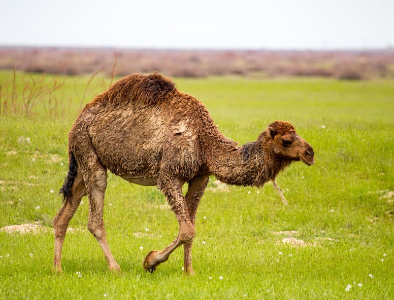 Camel in the Pasture in the Spring Stock Image - Image of portrait ...