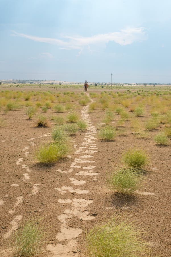 Camel Path in Thar Desert, Rajasthan, India Stock Photo - Image of ...