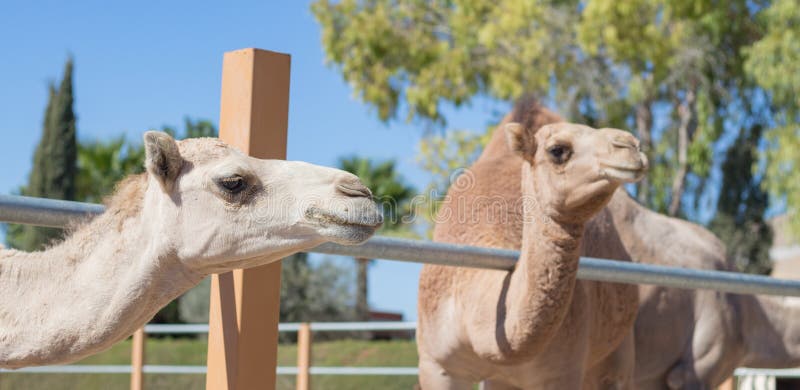A Camel in a Pen in Clear Weather. Zoo with Wild Animals. the Face of a ...