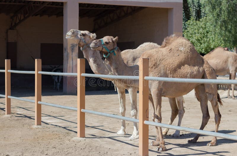 A Camel in a Pen in Clear Weather. Zoo with Wild Animals. the Face of a ...