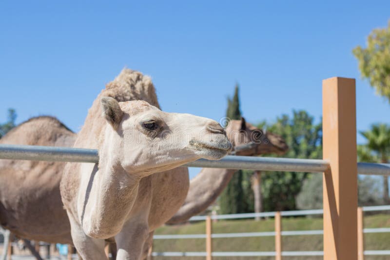 A Camel in a Pen in Clear Weather. Zoo with Wild Animals. the Face of a ...