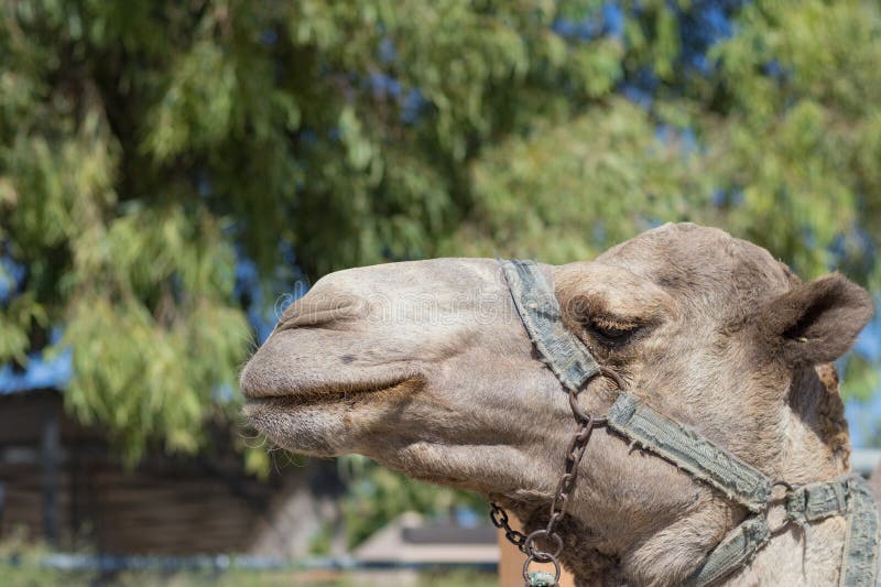 A Camel in a Pen in Clear Weather. Zoo with Wild Animals. the Face of a ...