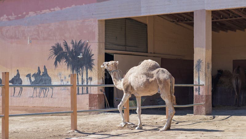 A Camel in a Pen in Clear Weather. Zoo with Wild Animals. the Face of a ...