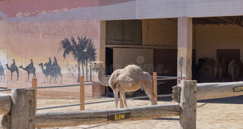 A Camel in a Pen in Clear Weather. Zoo with Wild Animals. the Face of a ...