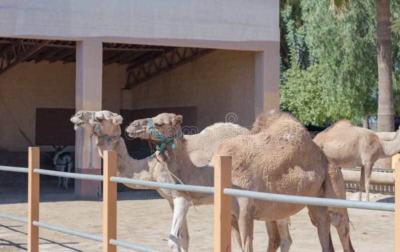 A Camel in a Pen in Clear Weather. Zoo with Wild Animals. the Face of a ...