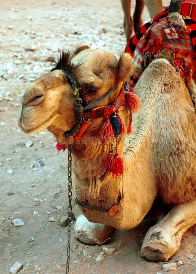 Camel in Petra stock image. Image of jordan, face, head - 22906725