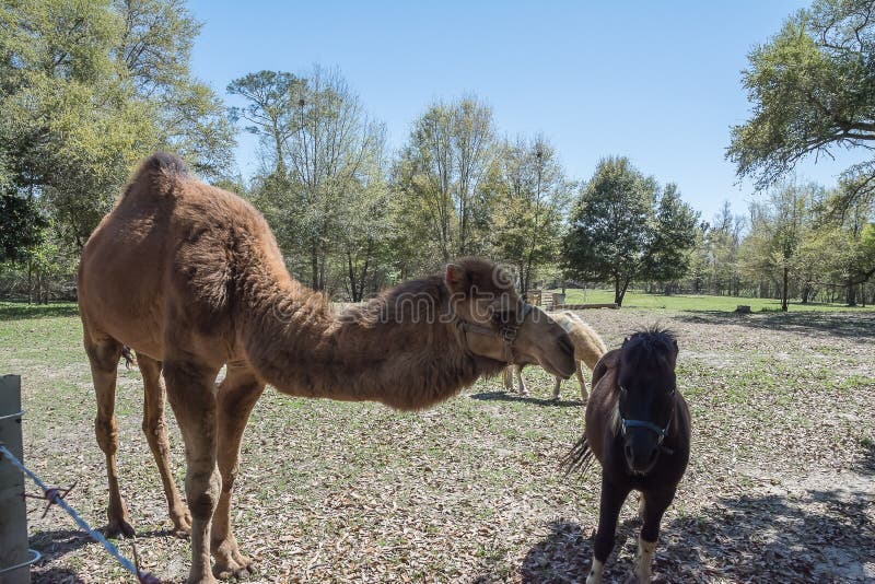 Camel and Pony Show. stock image. Image of leaves, large - 85459051