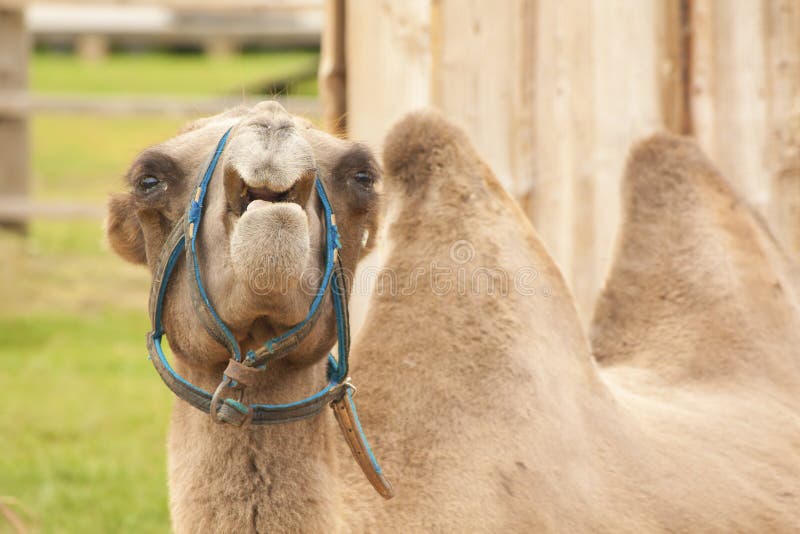 Camel portrait stock image. Image of animal, ethnicity - 10918605